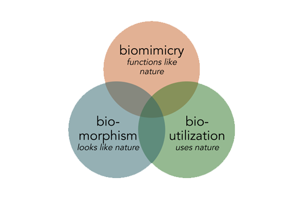 What is Biomimetic Design in Architecture & Its 12 Best Application